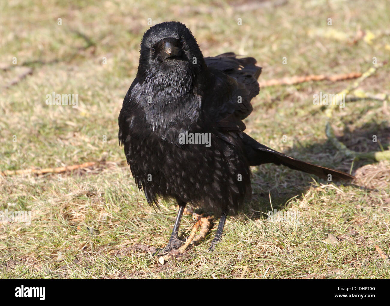 Detailed close up of a black carrion crow (Corvus Corone Stock Photo ...