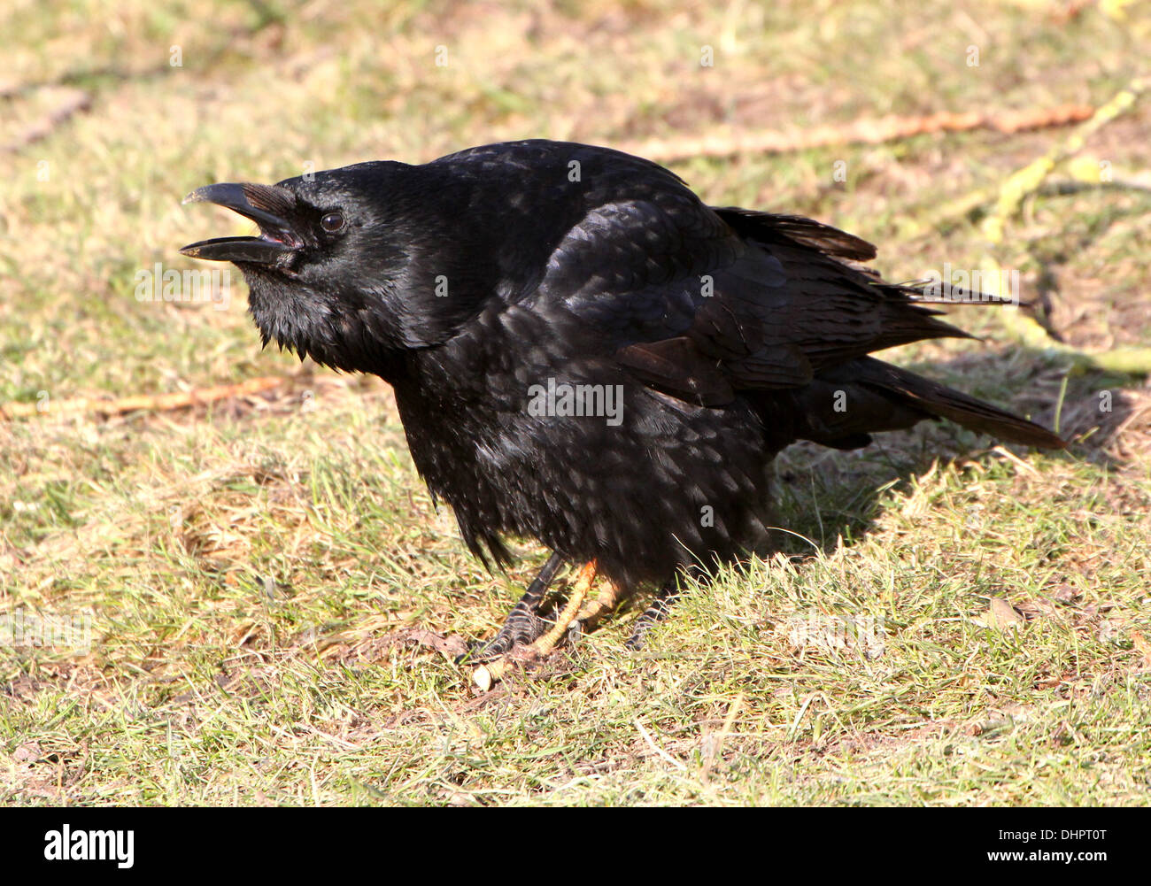 Detailed close up of a black carrion crow (Corvus Corone) cawing Stock ...