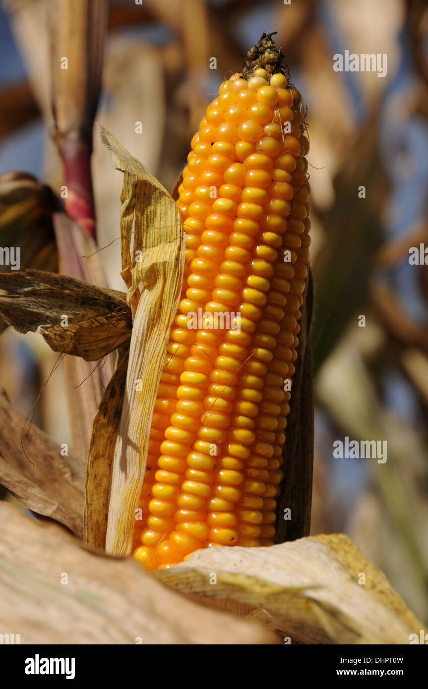 Buntes feld hi-res stock photography and images - Alamy