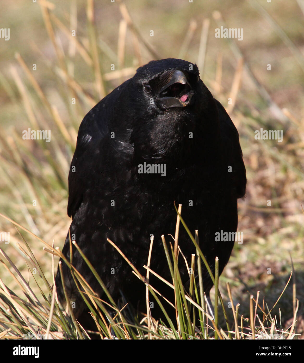 Detailed close up of a black carrion crow (Corvus Corone) cawing Stock ...
