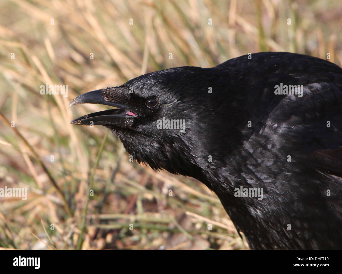 Detailed close up of a black carrion crow (Corvus Corone) cawing Stock ...