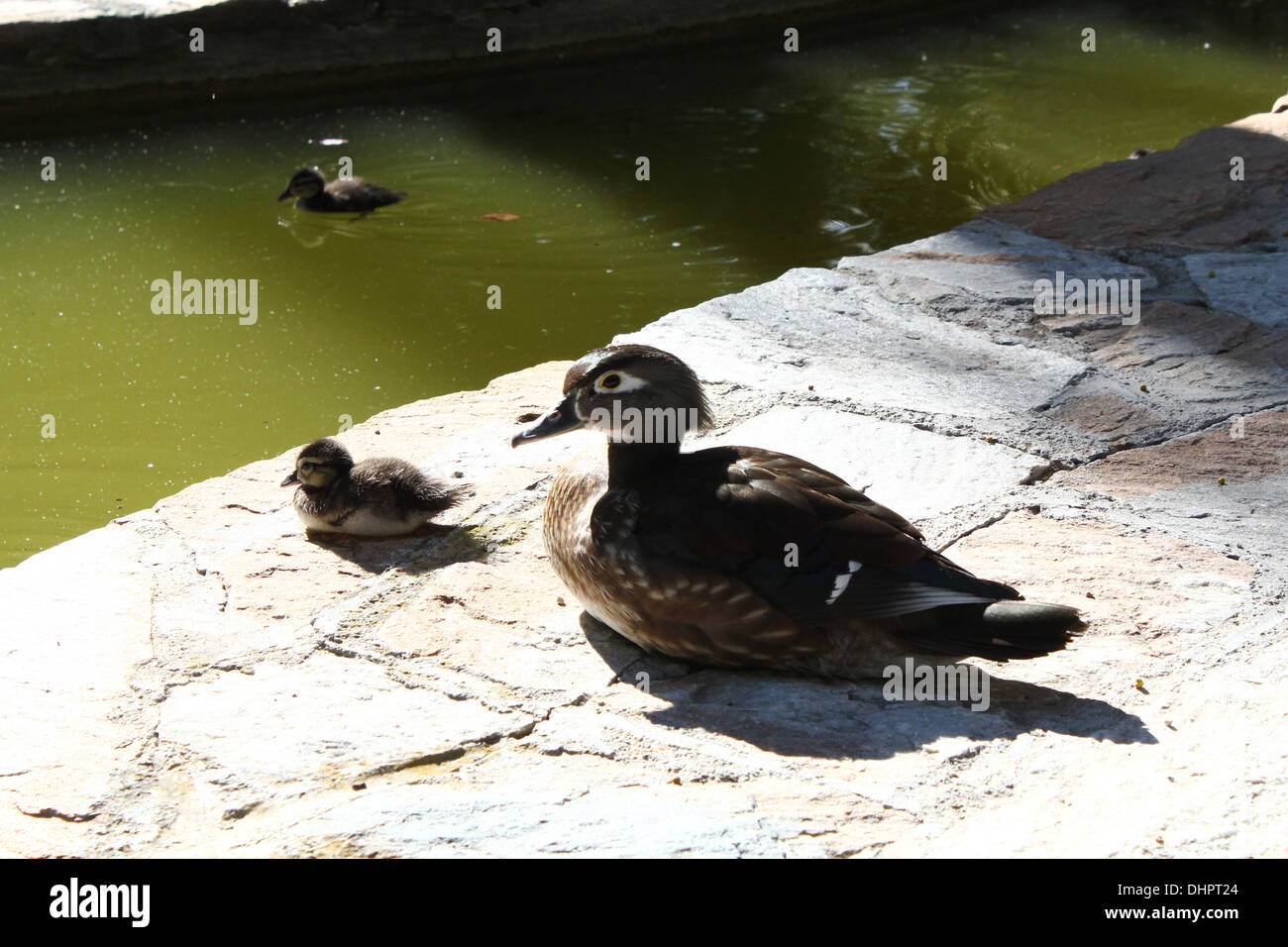 Female Mandarin Duck (Aix galericulata) with two young ducklings Stock ...