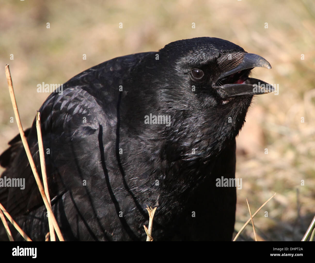 Detailed close up of a black carrion crow (Corvus Corone) cawing Stock ...