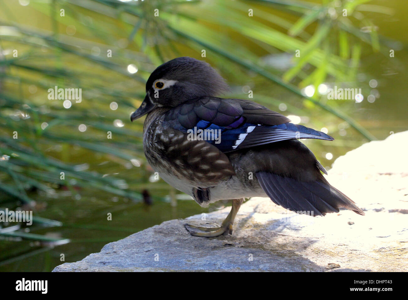 Female Mandarin Duck (Aix galericulata) in oriental setting next to a ...