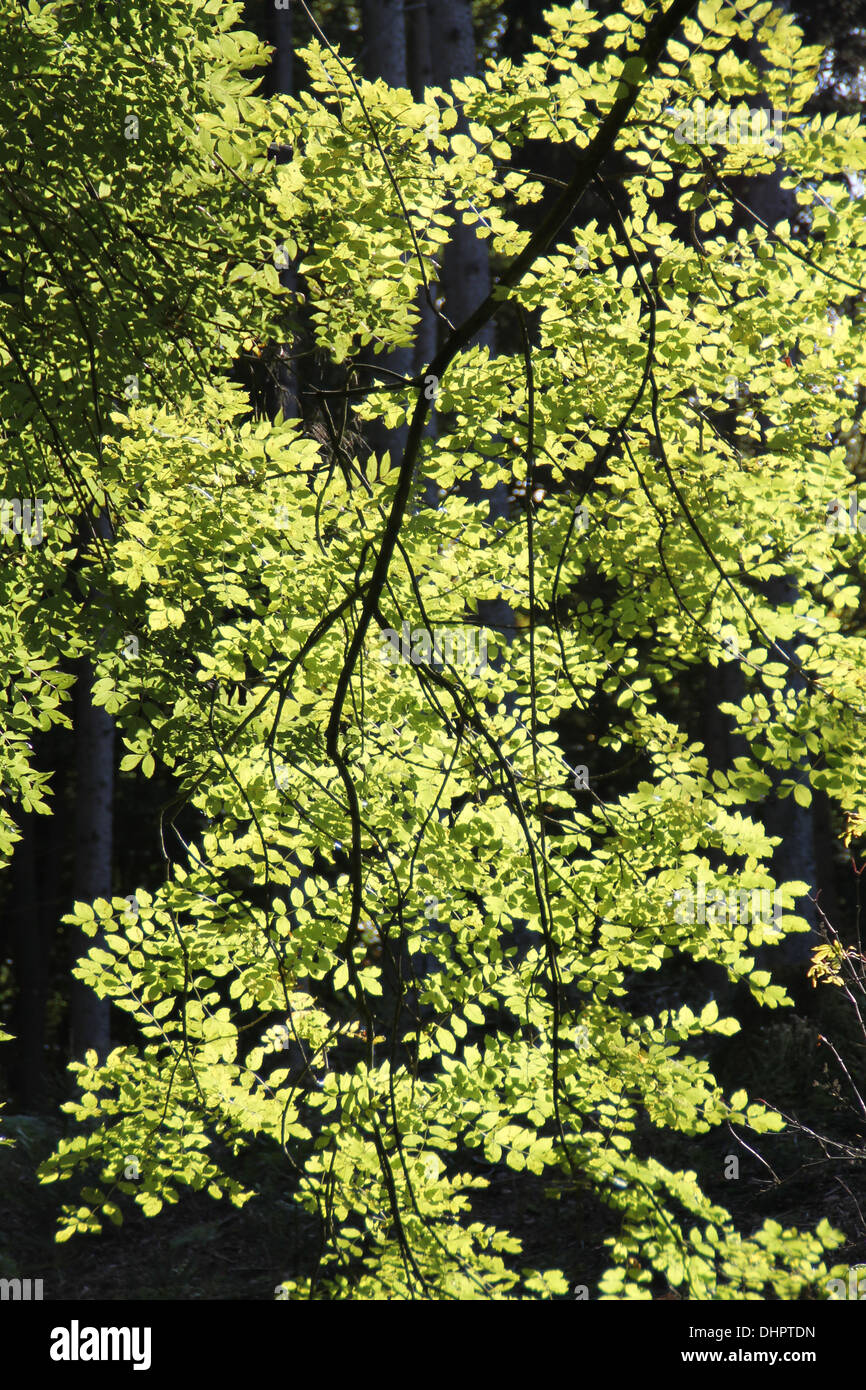 Back licht hi-res stock photography and images - Alamy