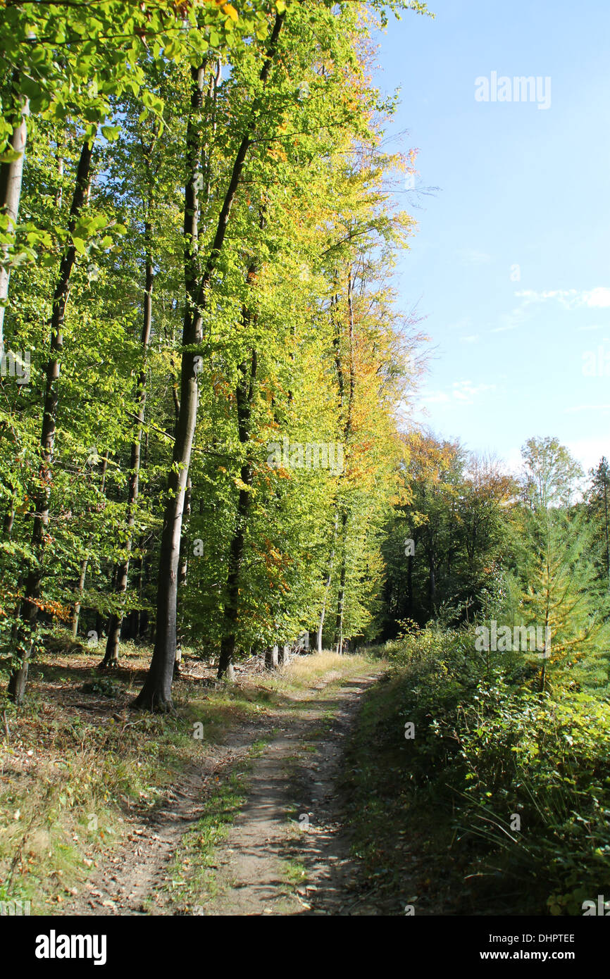 W forrest hi-res stock photography and images - Alamy