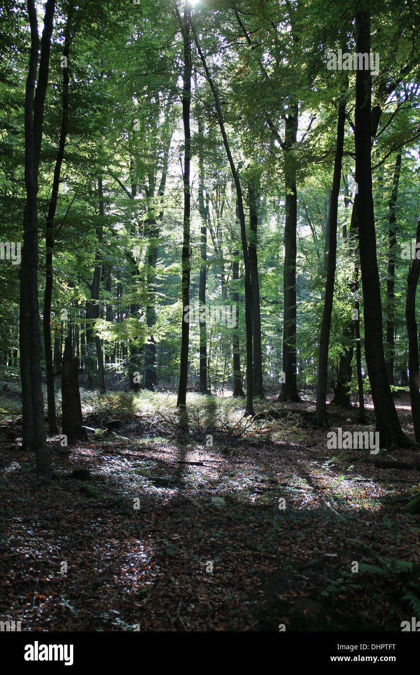 Shadow of trees hi-res stock photography and images - Alamy