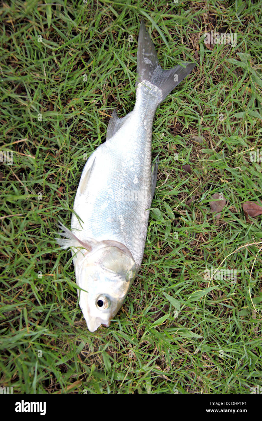 The Fish silver carp on the Green grass Stock Photo - Alamy