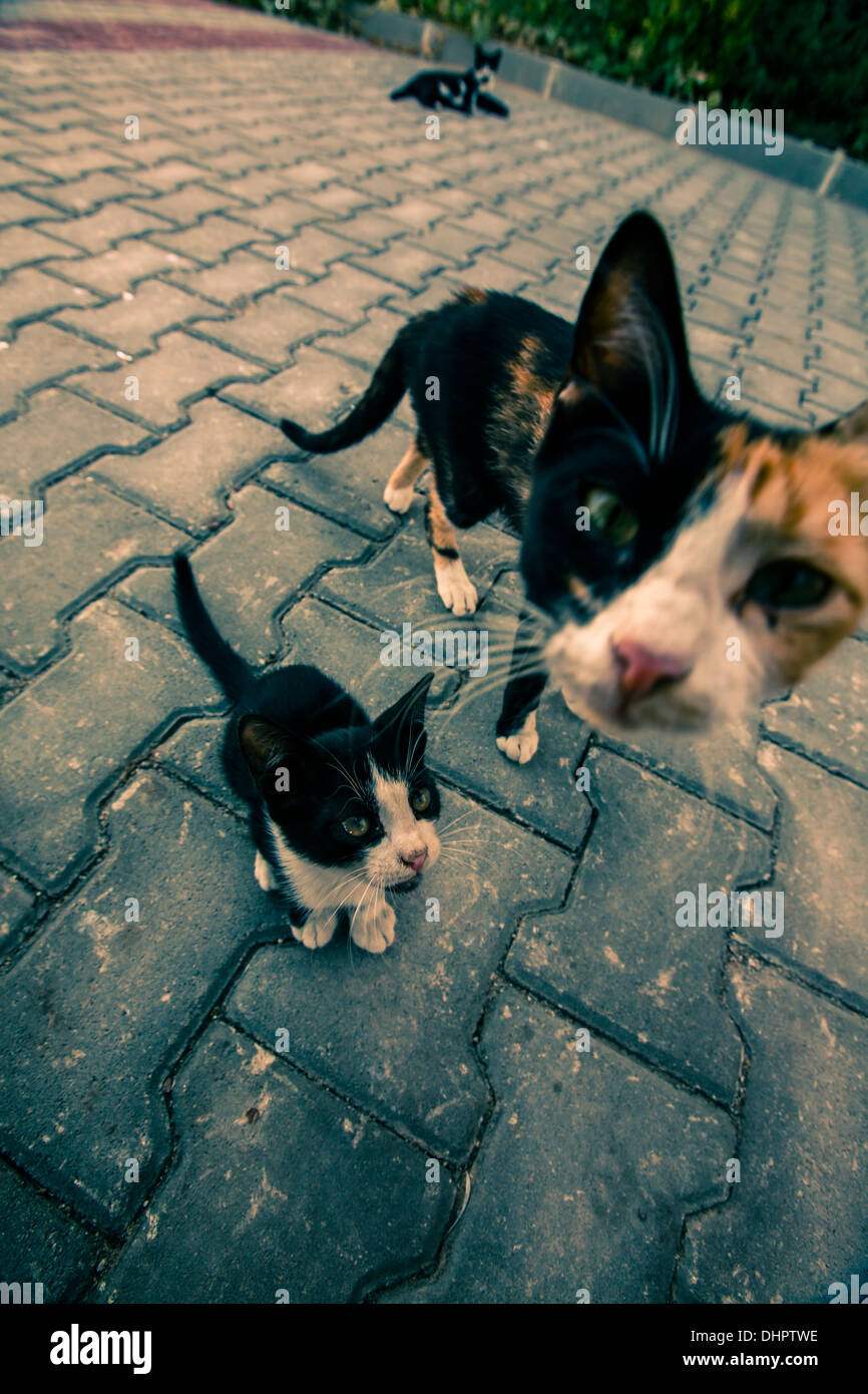 Begging cat hi-res stock photography and images - Alamy