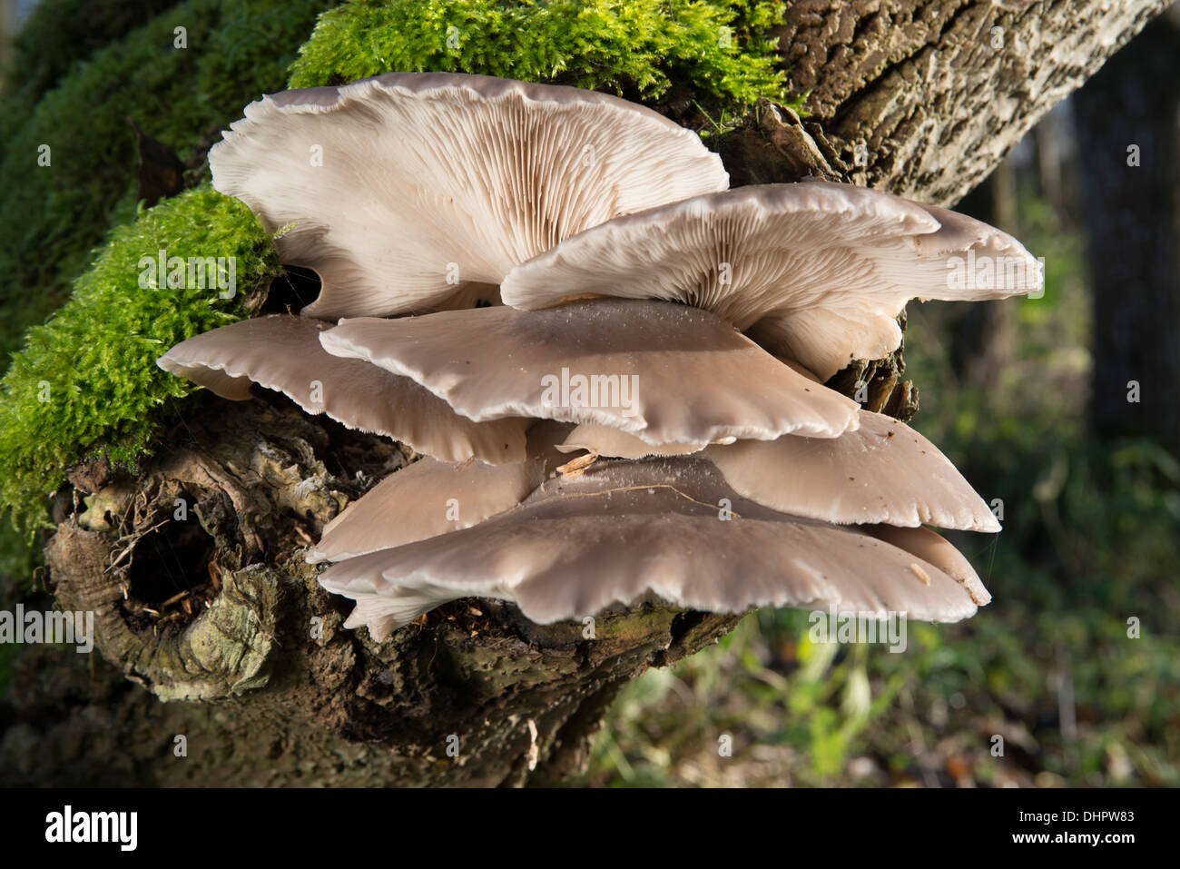 Oyster mushroom (Pleurotus ostreatus), on Alder Stock Photo - Alamy