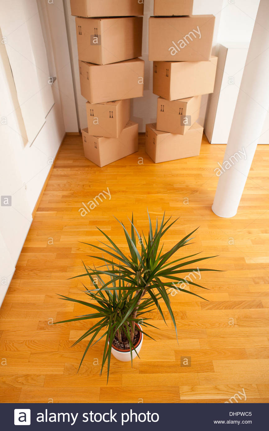 Cardboard Plant Stock Photos & Cardboard Plant Stock Images - Alamy