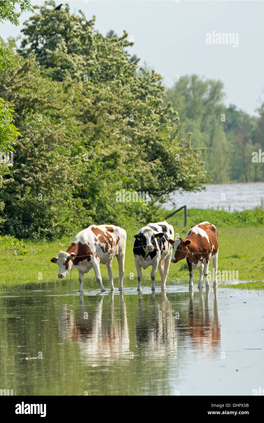 Netherlands, Dodewaard, Cows in the flood plains of the Waal river ...