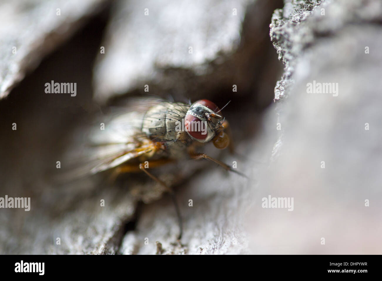 fly is sitting on the tree Stock Photo - Alamy
