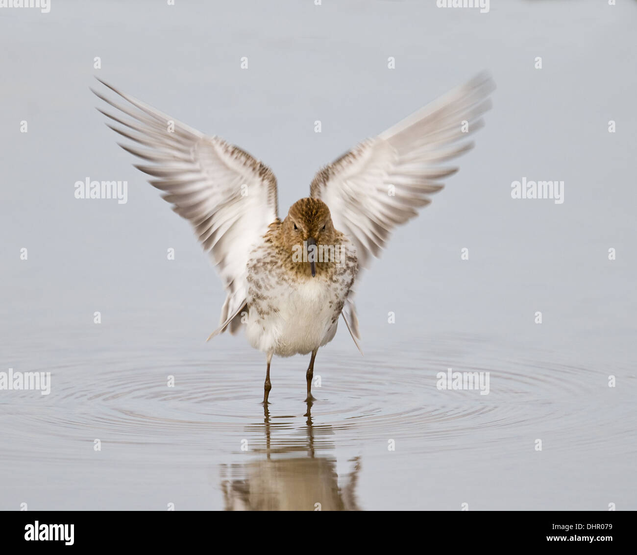 Dunlin wing spread hi-res stock photography and images - Alamy