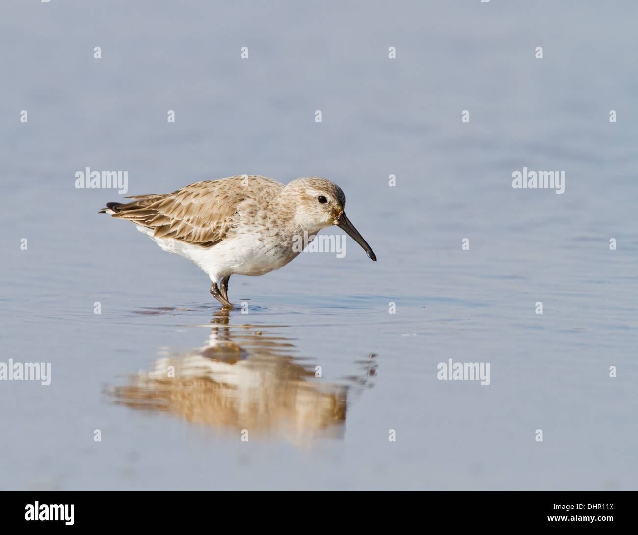 Dunlin winter plumage wading right Stock Photo - Alamy