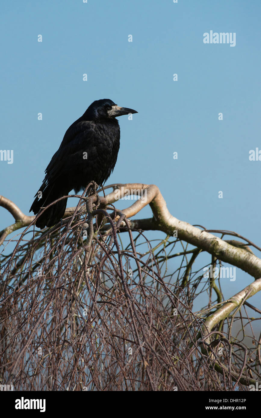 Rook perching hi-res stock photography and images - Alamy