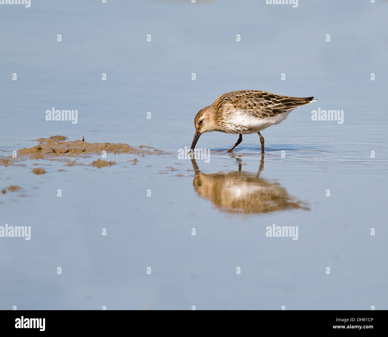Dunlin feeding with reflection looking left Stock Photo - Alamy