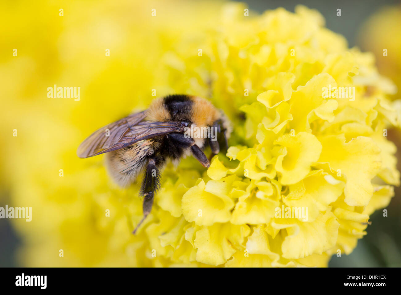 Big bumblebee is sitting on yellow flower Stock Photo - Alamy