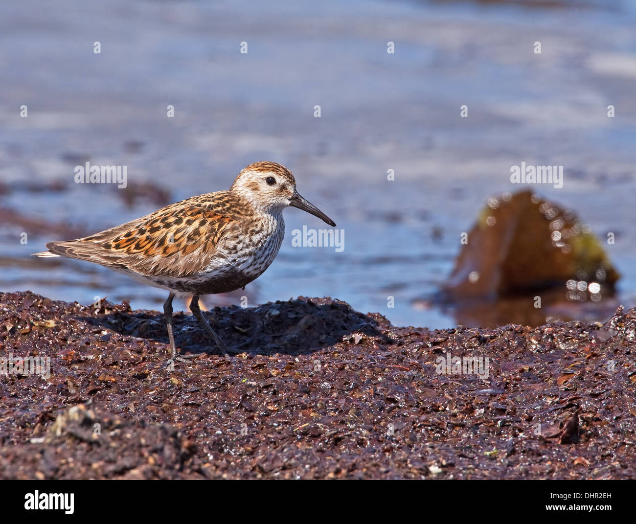 Dunlin summer plumage looking right Stock Photo - Alamy