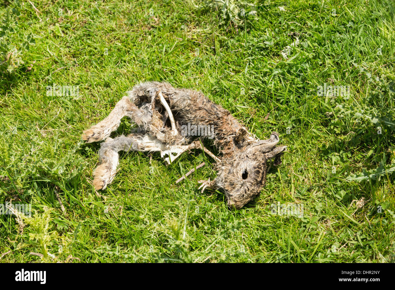 Death and decay hi-res stock photography and images - Alamy