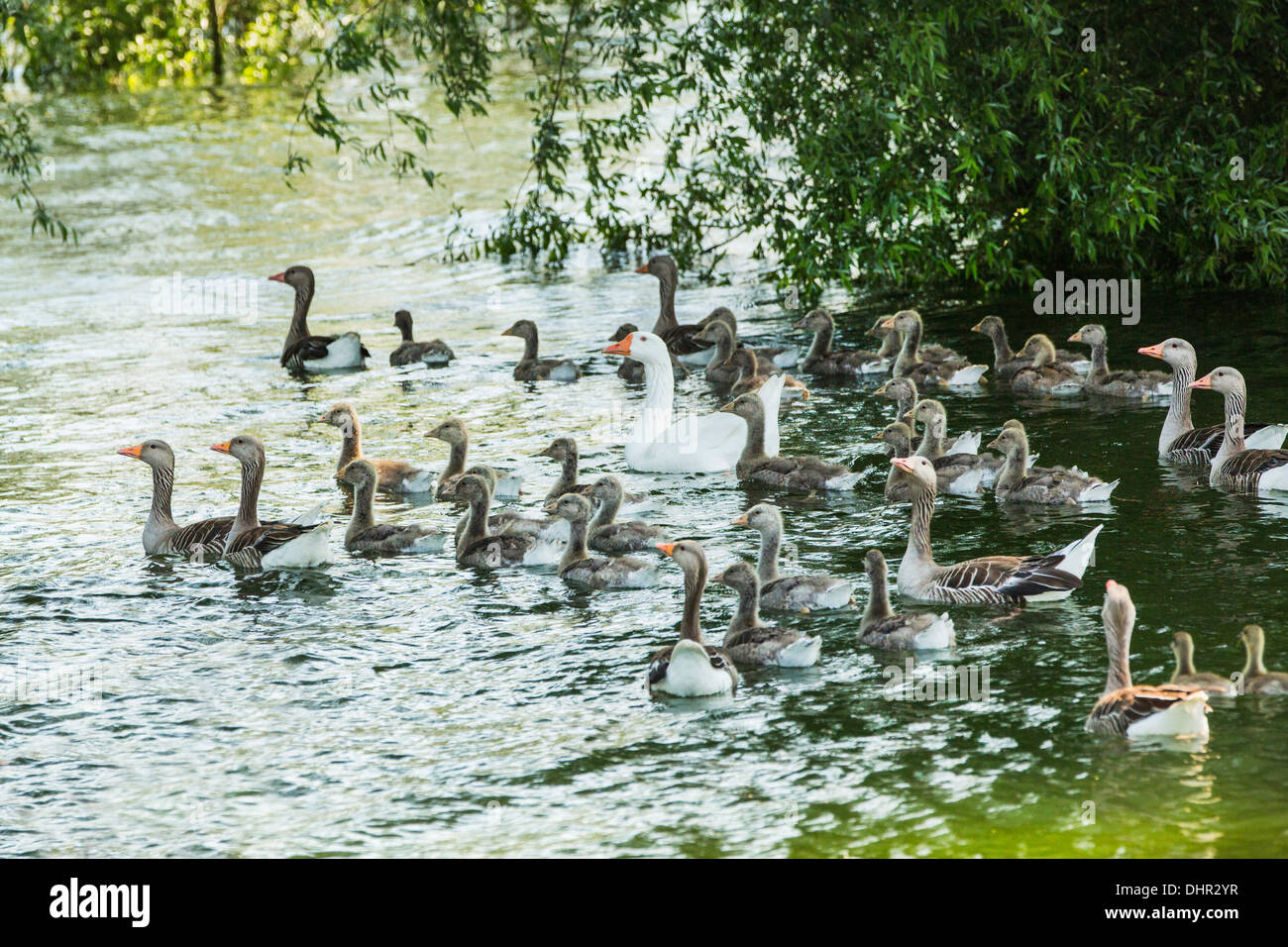 Netherlands, Terwolde, Greylag or Graylag geese and white goose in pond ...
