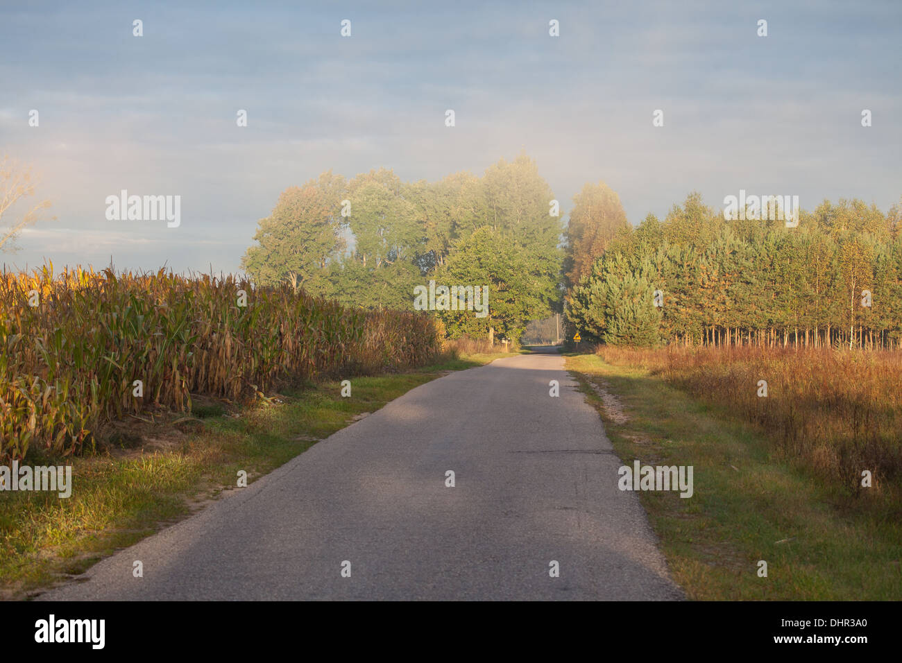 Poland road trees hi-res stock photography and images - Alamy