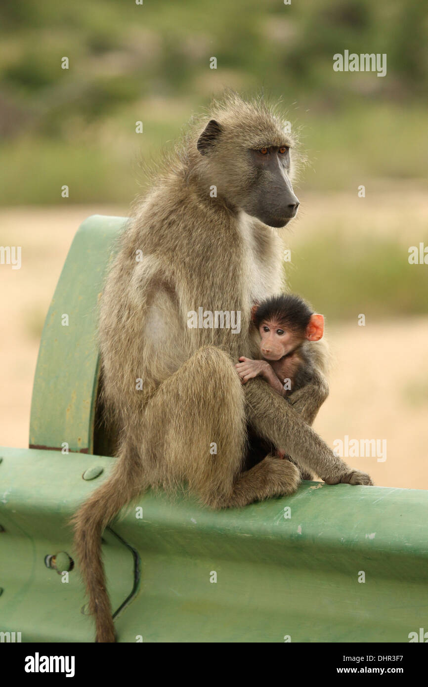 Female chacma baboon hi-res stock photography and images - Alamy
