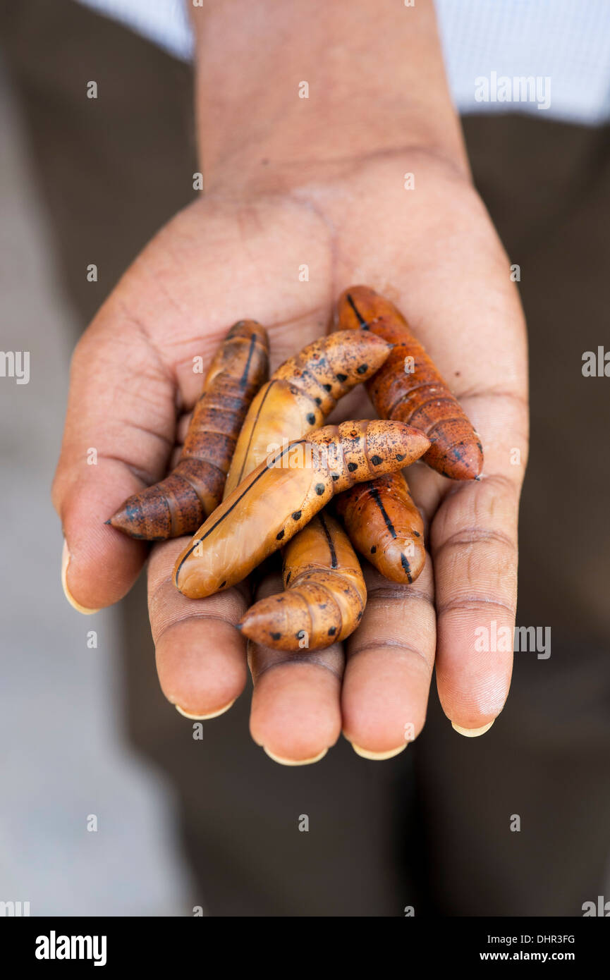 Moth chrysalis hi-res stock photography and images - Alamy