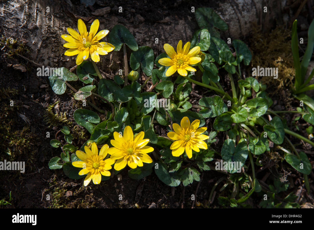 Lesser celandine leaf hi-res stock photography and images - Alamy