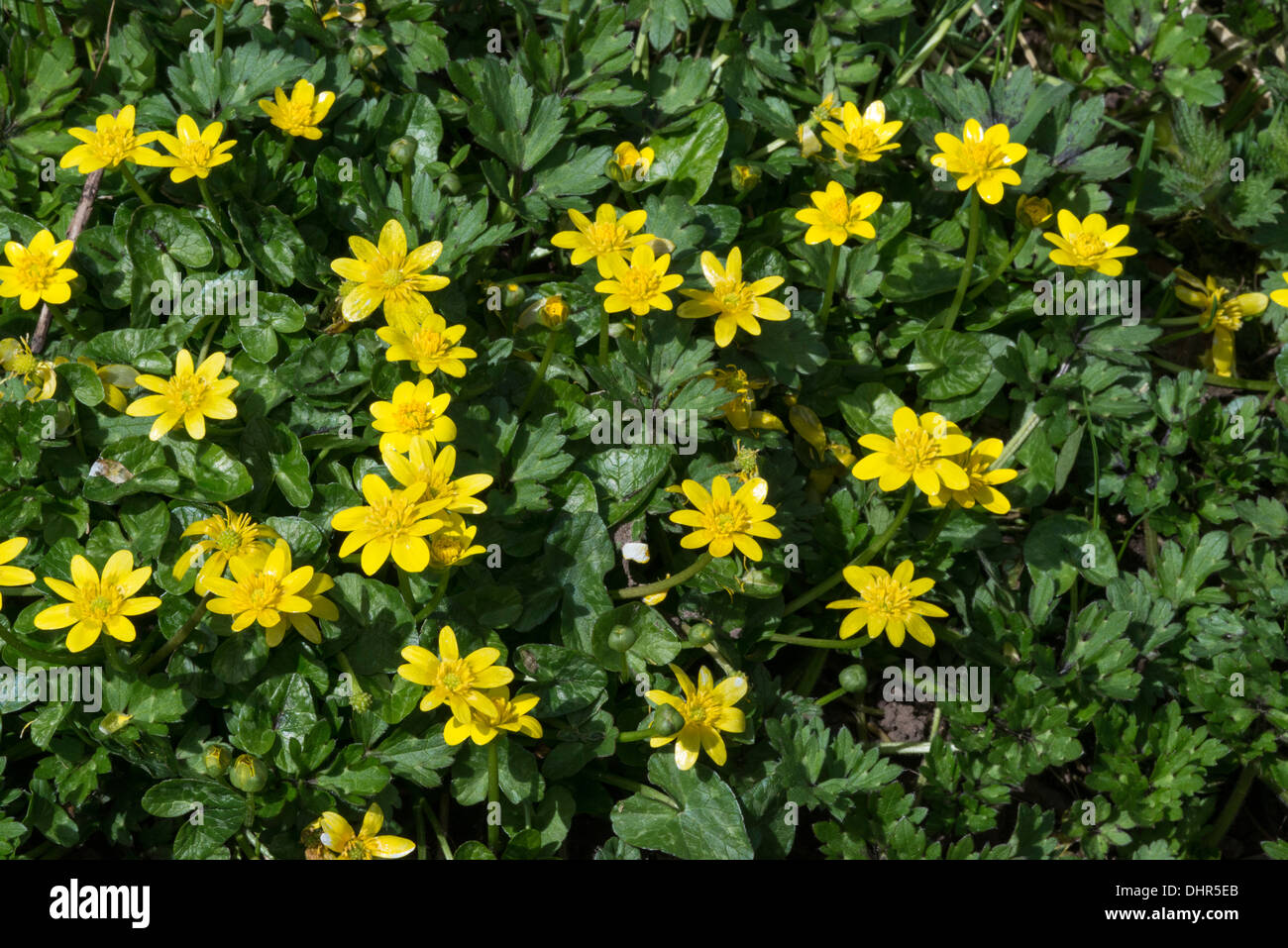 Lesser celandine leaf hi-res stock photography and images - Alamy