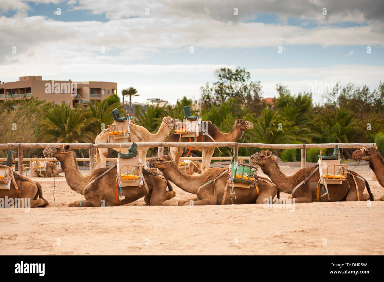 camel train resting at watering hole Stock Photo - Alamy