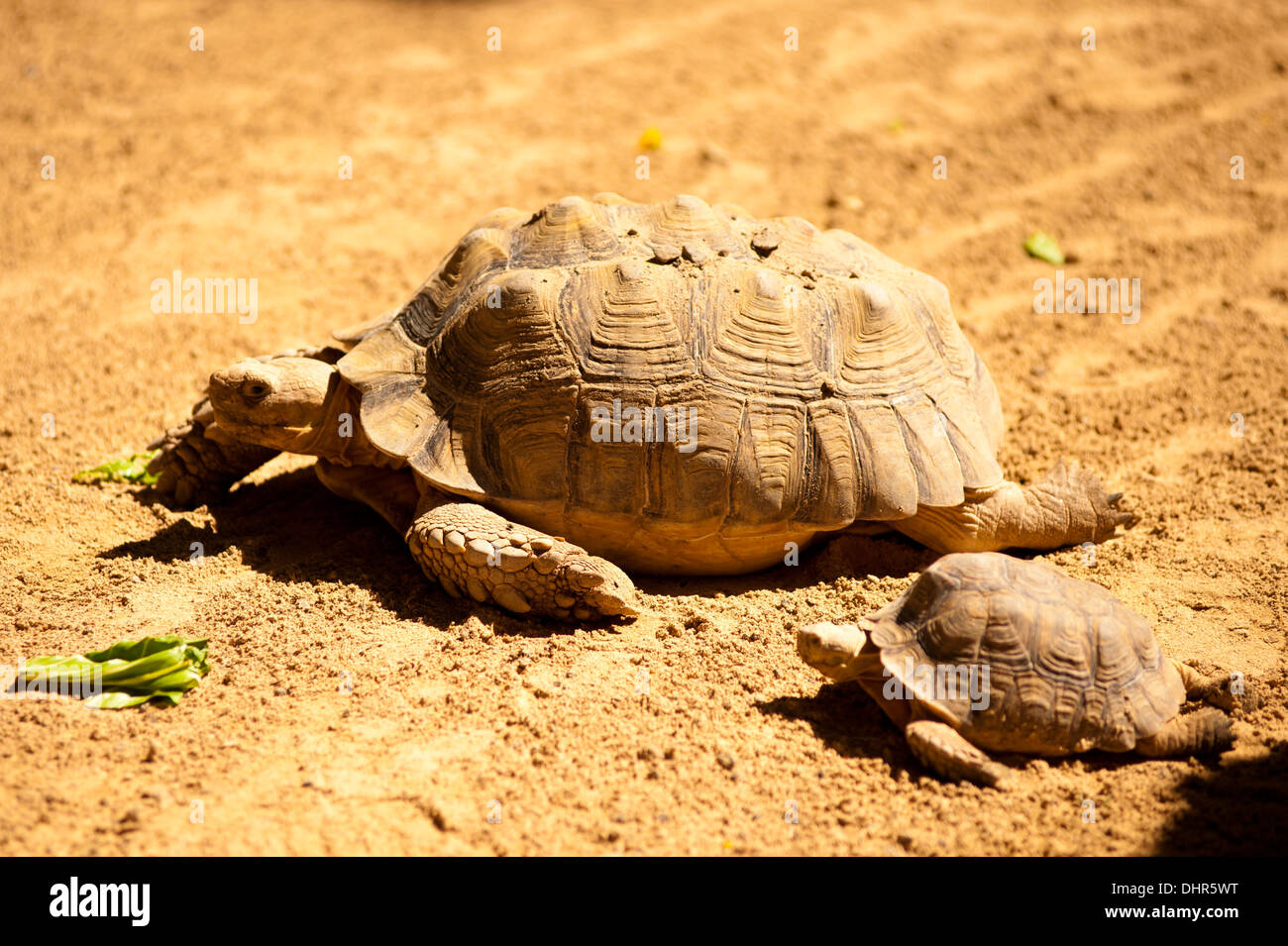 Small tortoise hi-res stock photography and images - Alamy