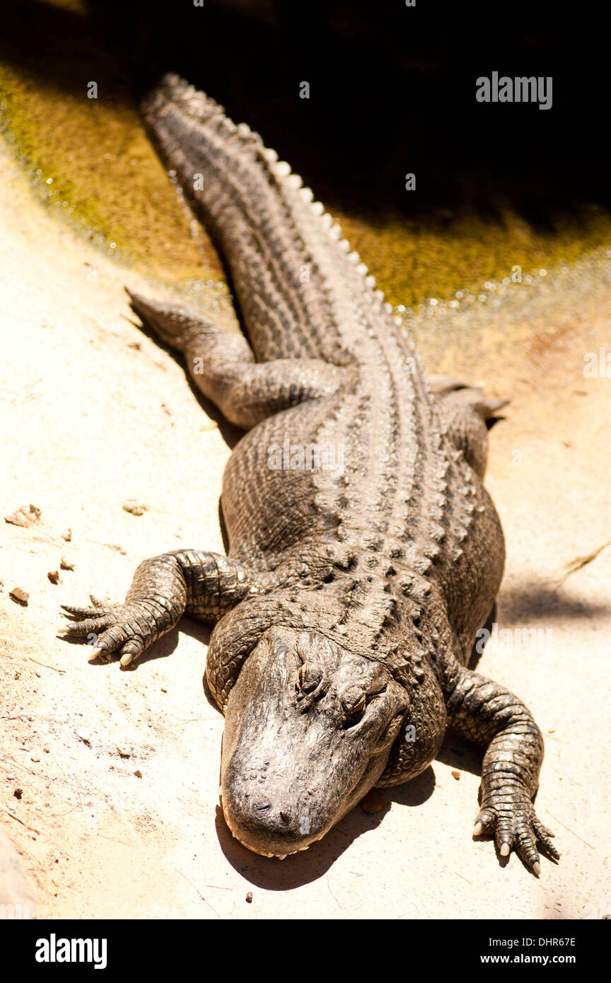 crocodile emerging from water looking menacing Stock Photo - Alamy