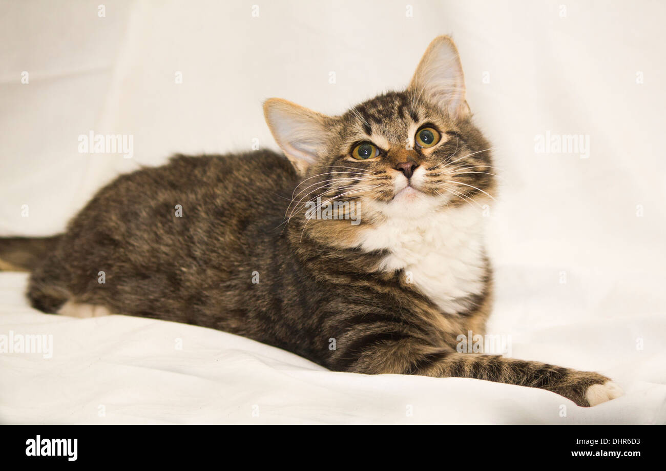 Funny cat is on a grass Stock Photo - Alamy