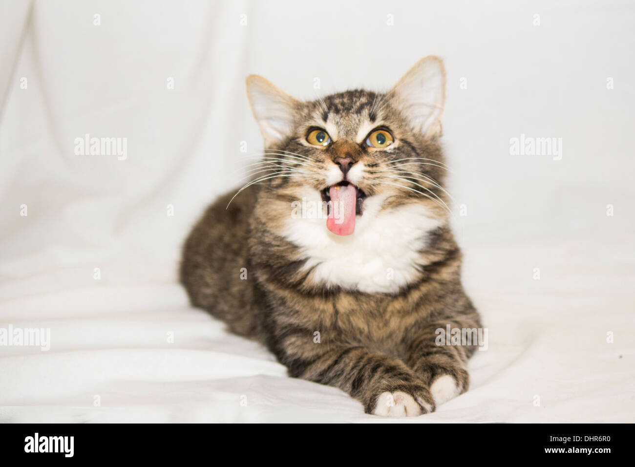 Funny cat is on a grass Stock Photo - Alamy