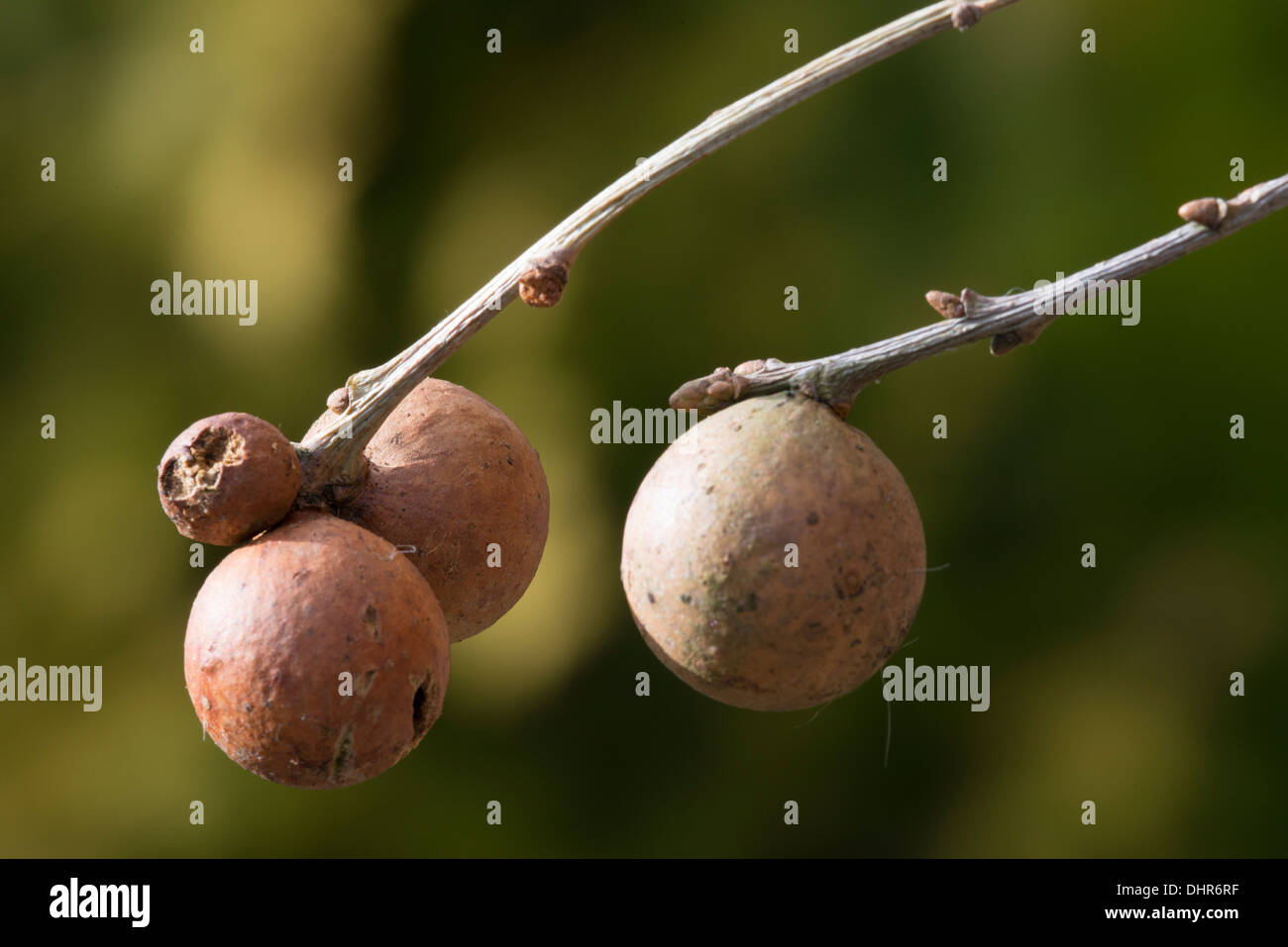 Oak marble galls on Pedunculate oak (Quercus robur Stock Photo - Alamy