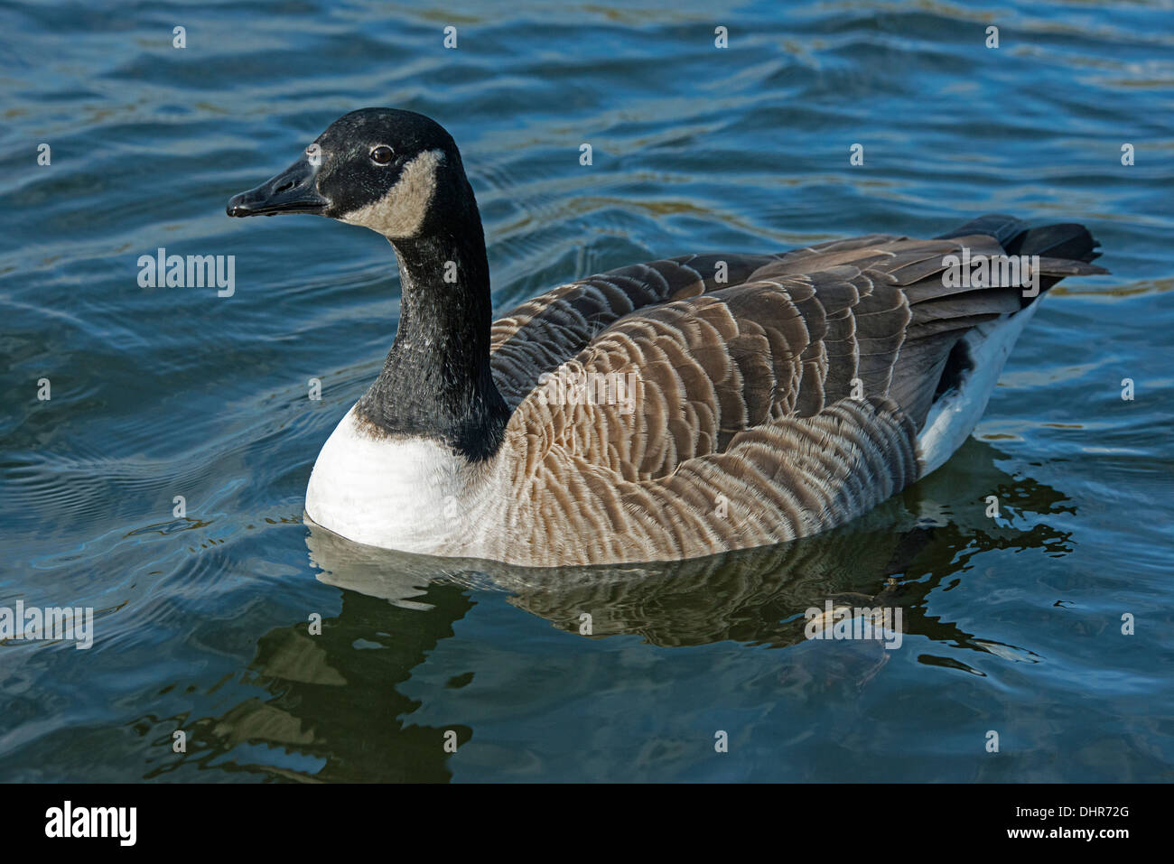 Single Canada Goose swimming on a lake Stock Photo - Alamy
