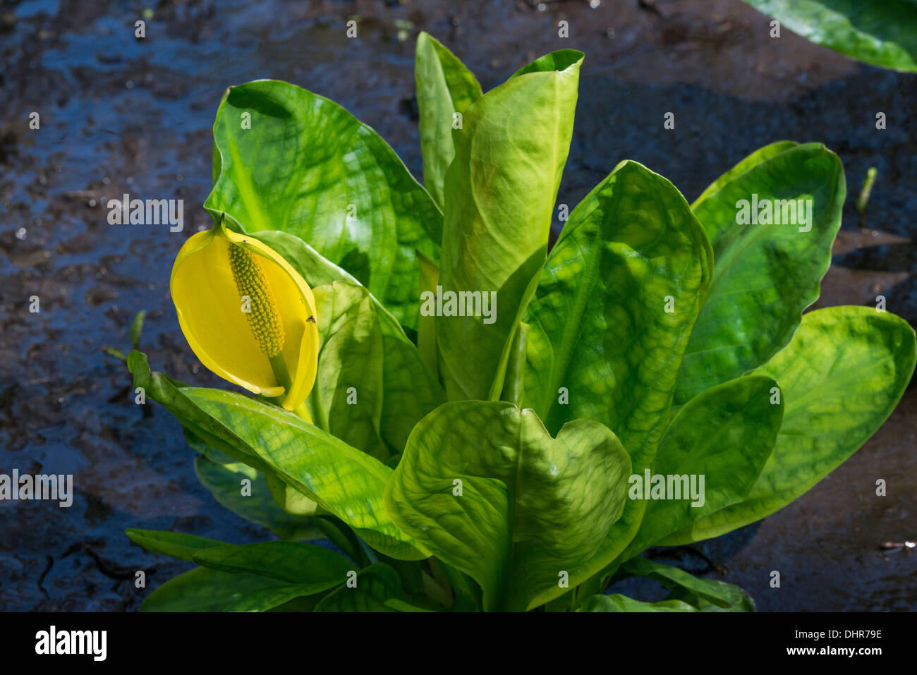 Club shaped leaves hi-res stock photography and images - Alamy