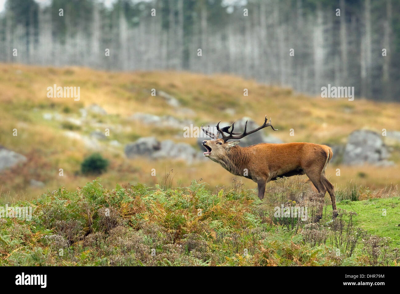 Scottish Stag during rutt Stock Photo - Alamy