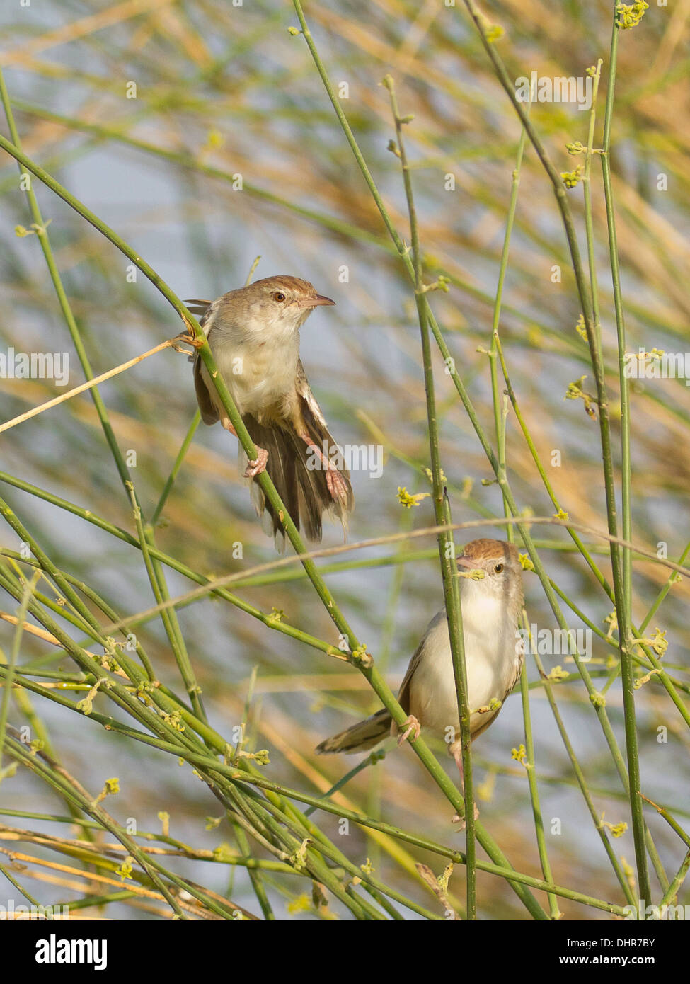 Rufous fronted prinia hi-res stock photography and images - Alamy