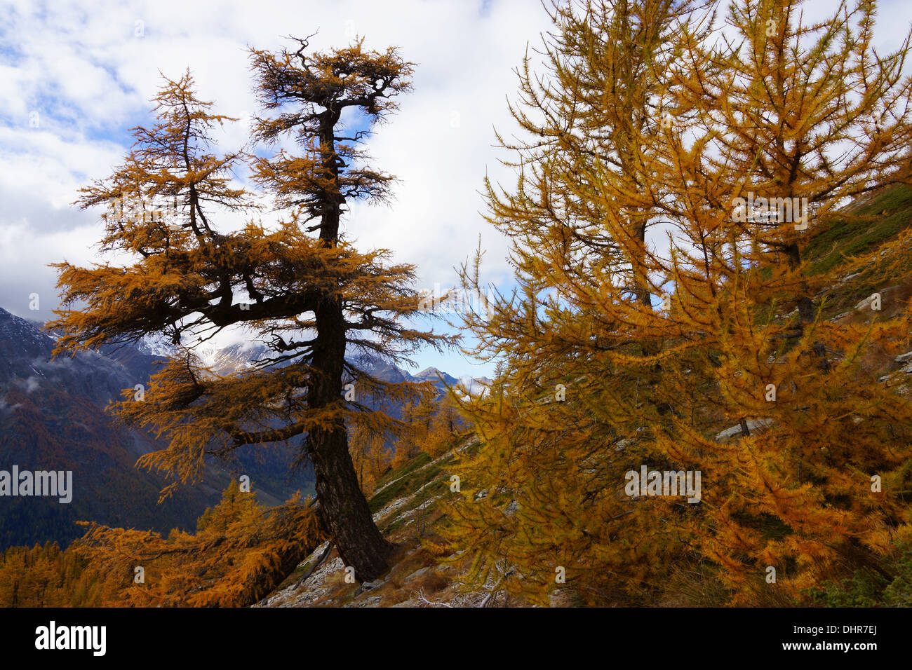 Seehorn hi-res stock photography and images - Alamy