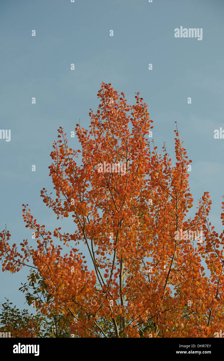 Tremula aspen summer leaves hi-res stock photography and images - Alamy