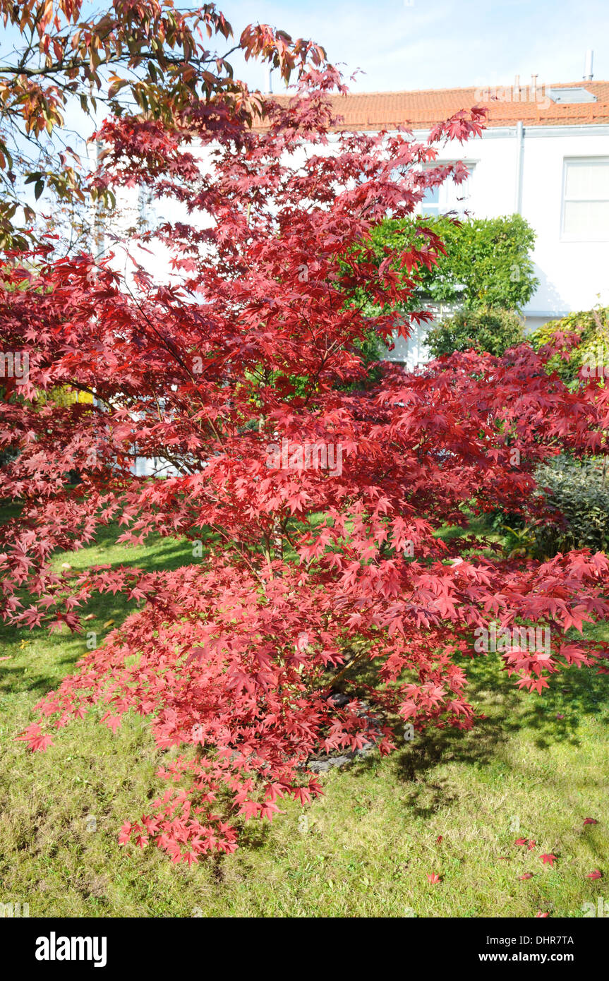 Redleaved japanese maple hi-res stock photography and images - Alamy