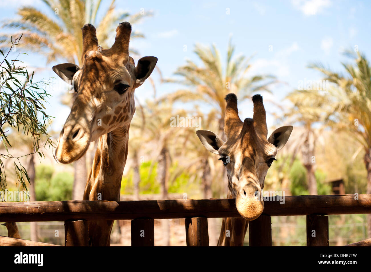 two giraffes at fence Stock Photo - Alamy