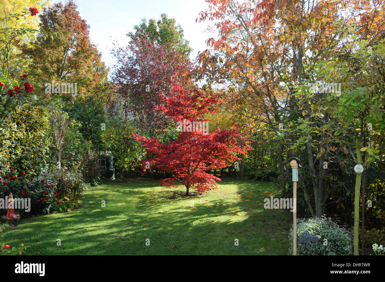 Redleaf japanese maple hi-res stock photography and images - Alamy