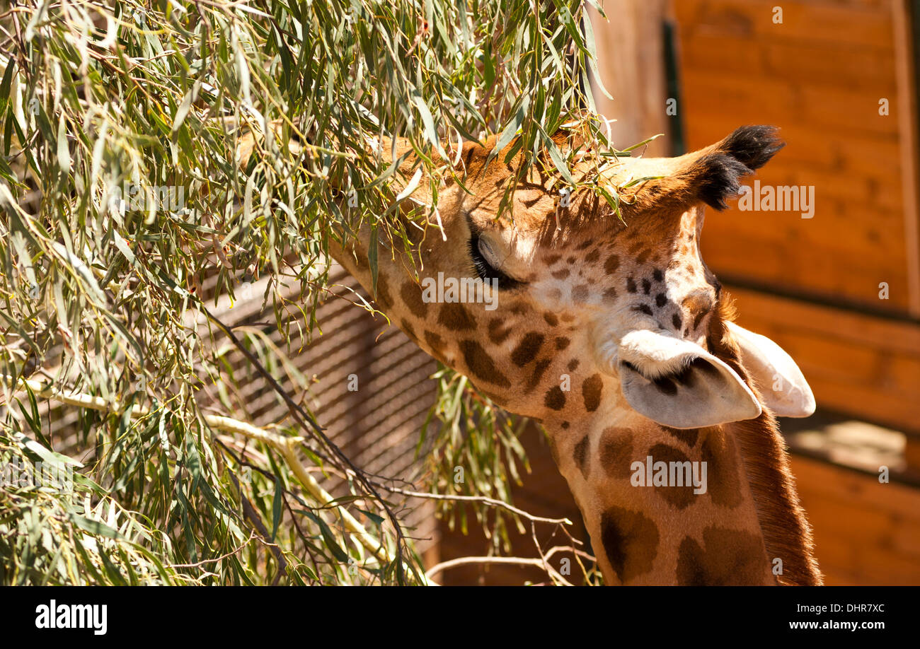 Animal eating leaves hi-res stock photography and images - Alamy
