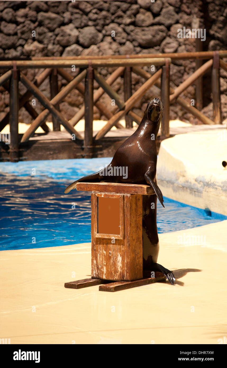 sea lion standing at podium preforming tricks Stock Photo - Alamy