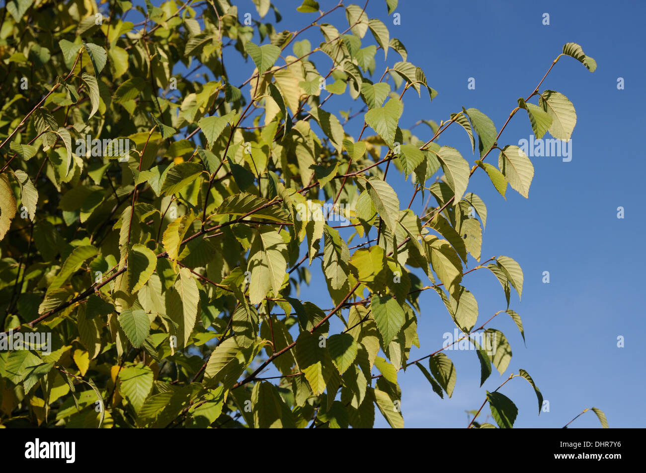 Birch sugar hi-res stock photography and images - Alamy