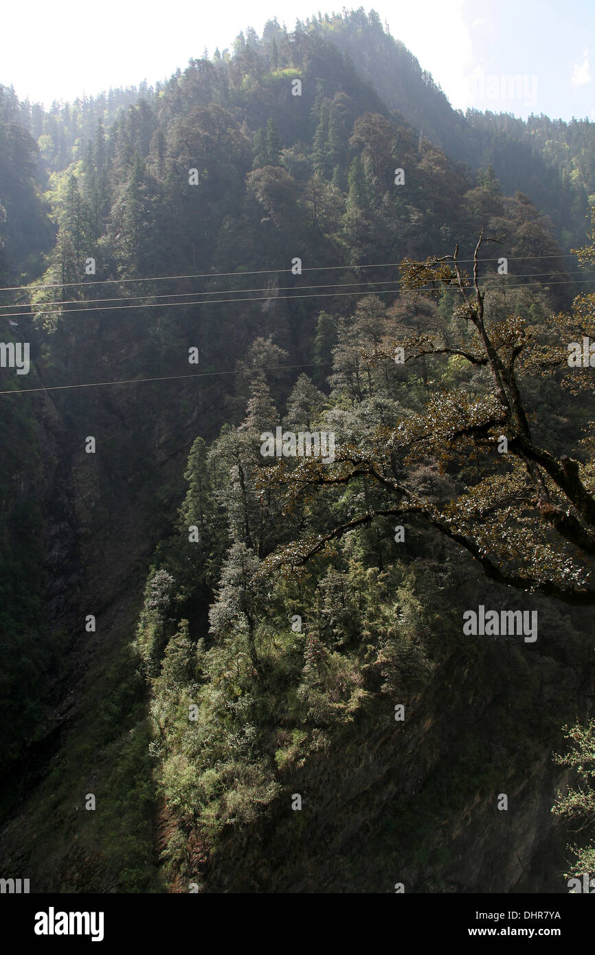 Thick forest covers mountain along trekking path to Yamunothri ...