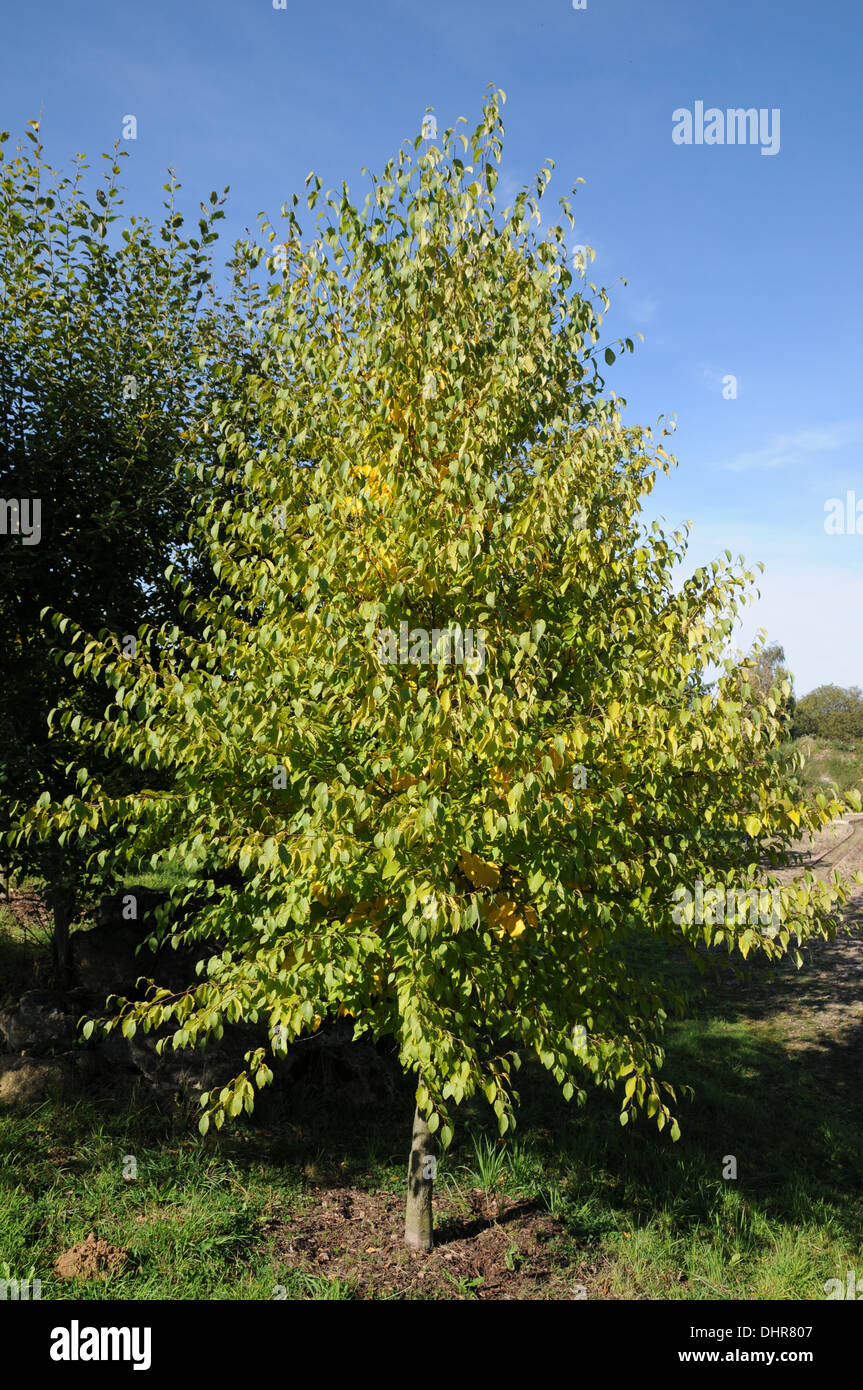Sugar birches hi-res stock photography and images - Alamy